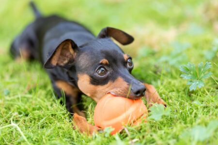 How Much Does a Miniature Pinscher Cost? (2025 Price Guide)