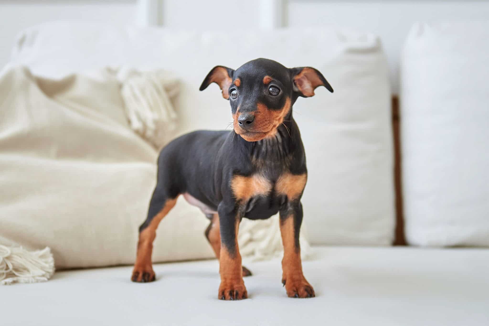 How Much Does a Miniature Pinscher Cost? (2025 Price Guide)