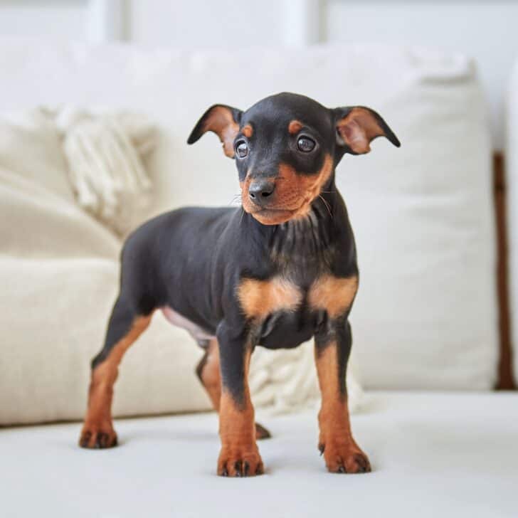 Bubbly Pet - Making Your Pets Happier and Healtier