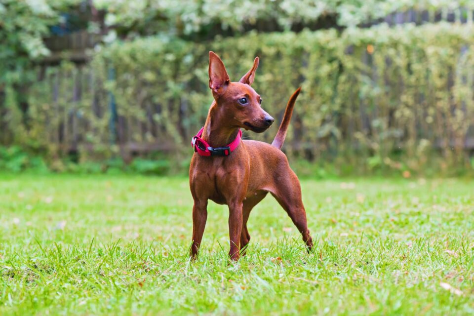 How Much Does a Miniature Pinscher Cost? (2026 Price Guide)