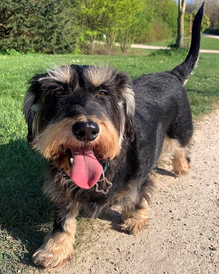 Schnauzer Mixes: 31 Beautiful Bearded Hybrids