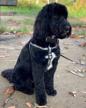 English Springer Spaniel Mixes: 28 Unique & Smart Crossbreeds