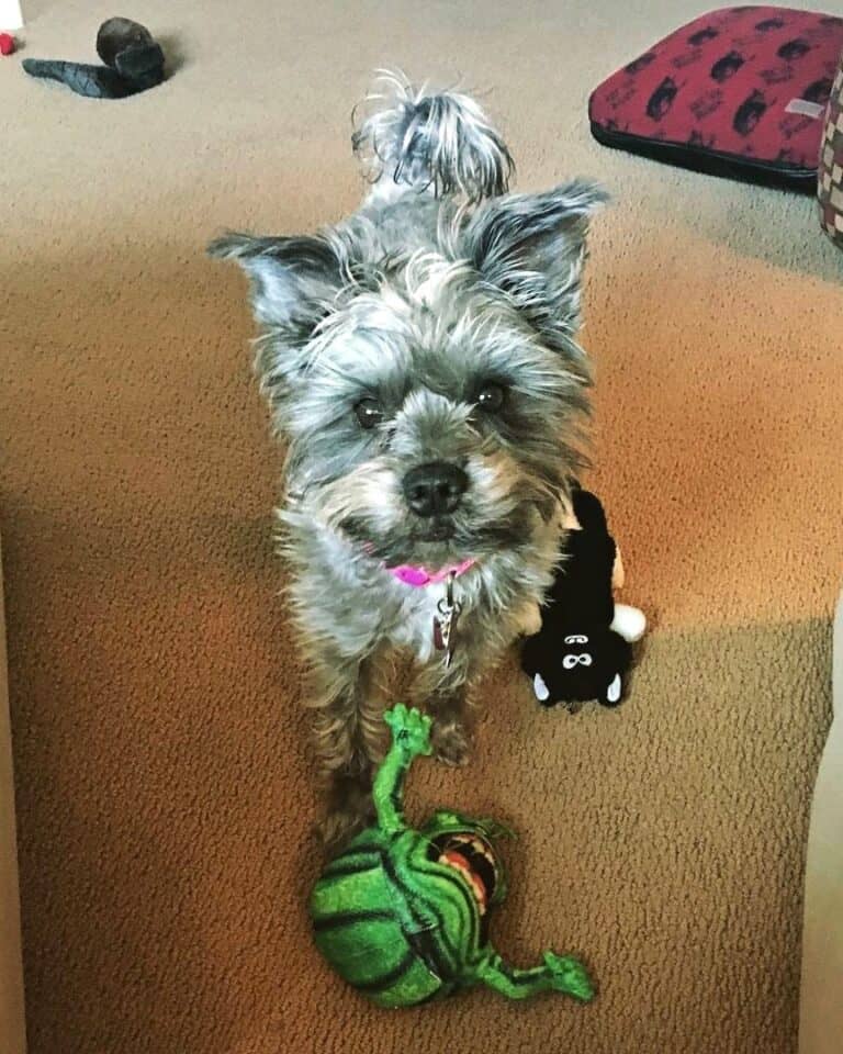 Schnauzer Mixes: 31 Beautiful Bearded Hybrids