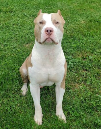 11 Most Popular Pitbull Bloodlines - Bubbly Pet