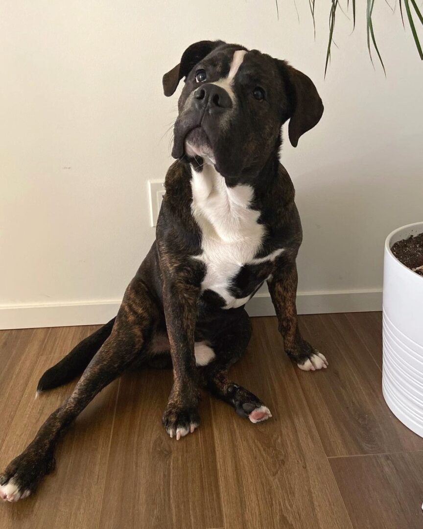 40 Bernese Mountain Dog Mixes You'll Love!