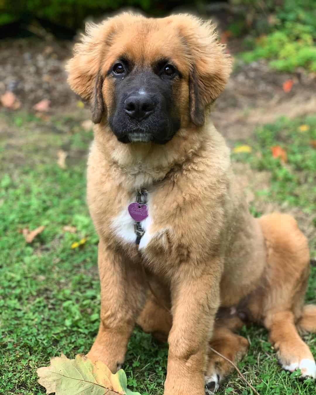 40 Bernese Mountain Dog Mixes You'll Love!