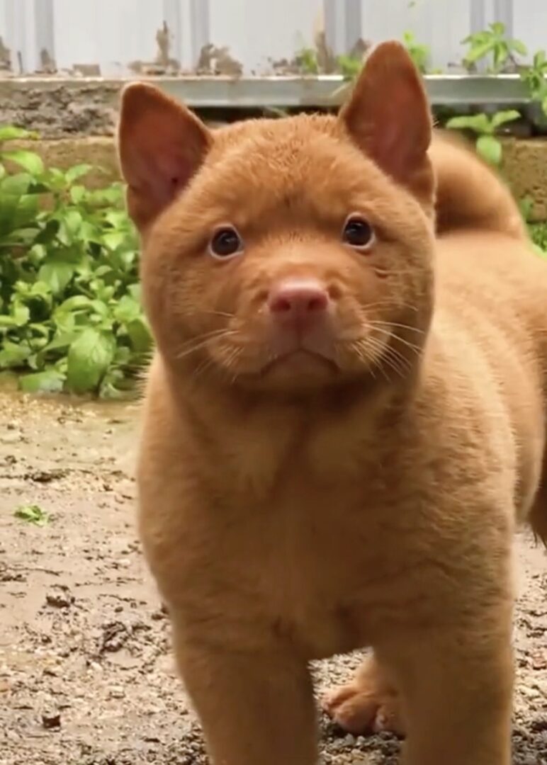 Red Cantonese Bear Dog: Does It Really Exist or Just a Hoax?