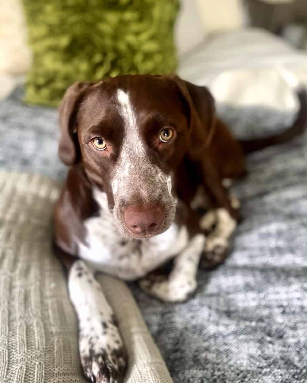 Brittany Spaniel Mixes: 21 Beautiful Crossbreeds (With Pictures)