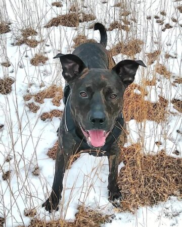 Dutch Shepherd Mixes: 8 Different Crossbreeds You'll Love