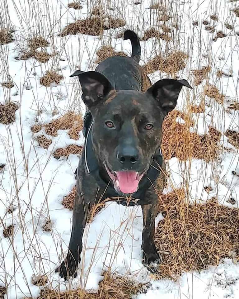 Dutch Shepherd Mixes: 8 Different Crossbreeds You'll Love