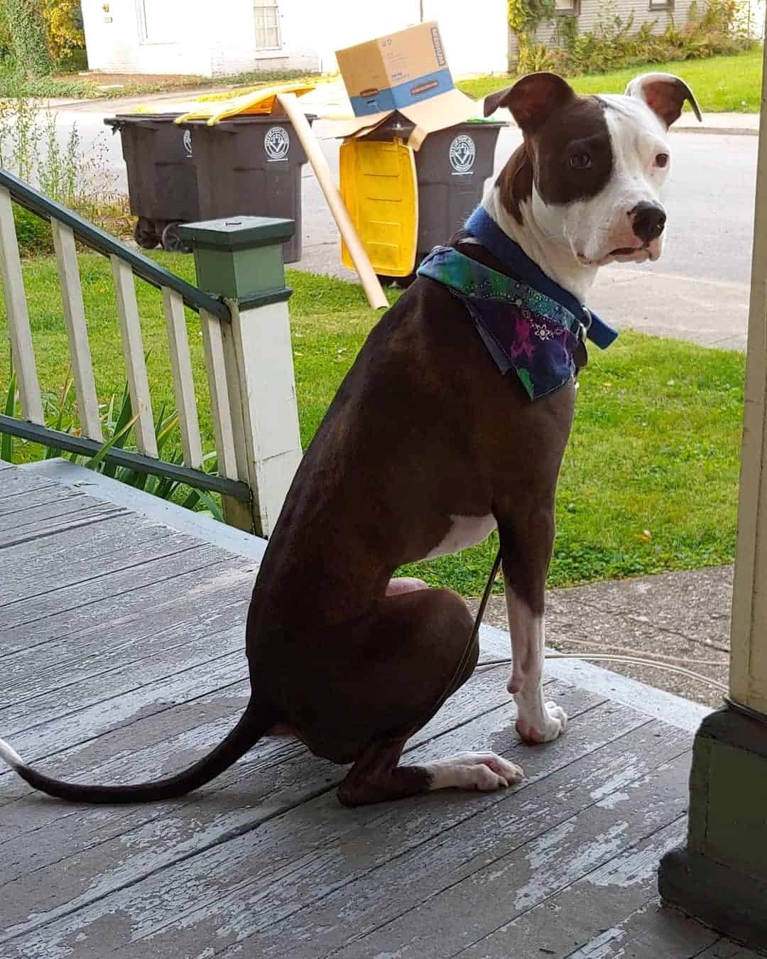 Whippet Mixes: 31 Different Whippet Hybrids