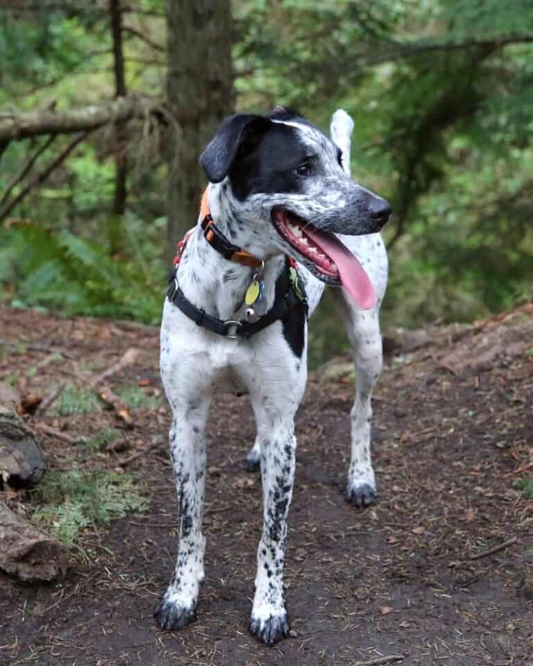 Whippet Mixes: 31 Different Whippet Hybrids