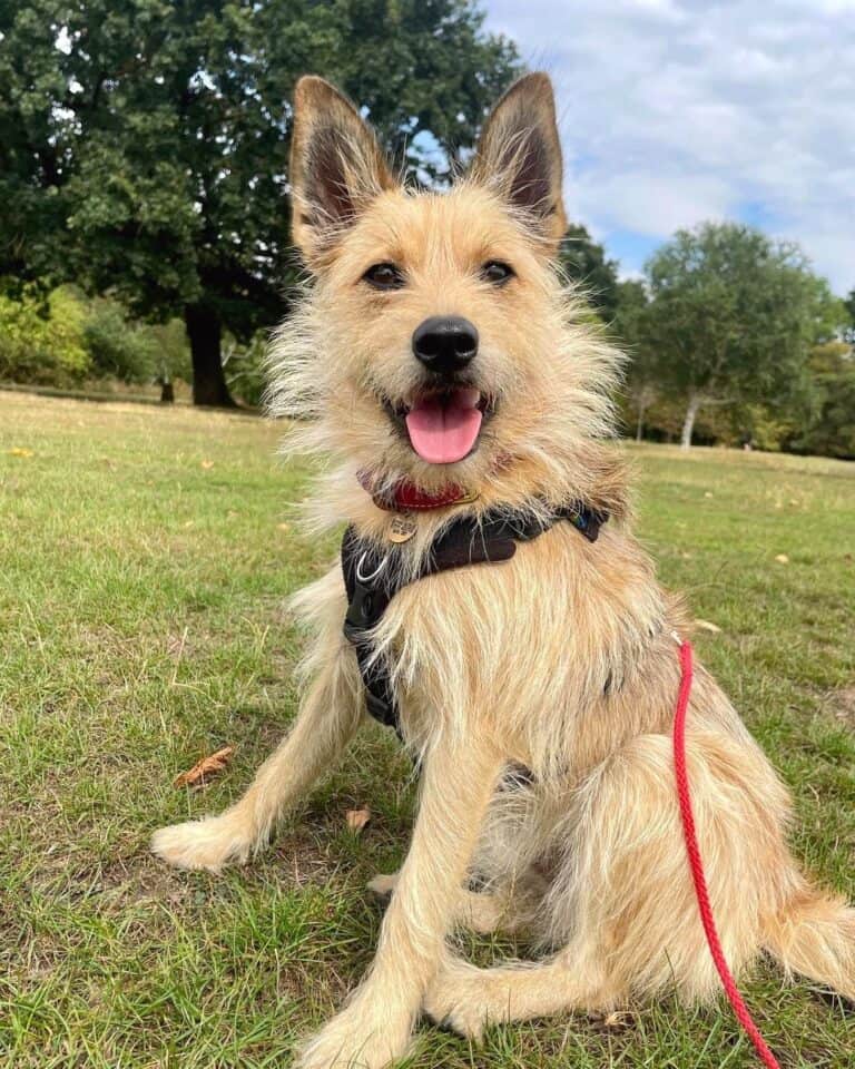 Schnauzer Mixes: 31 Beautiful Bearded Hybrids