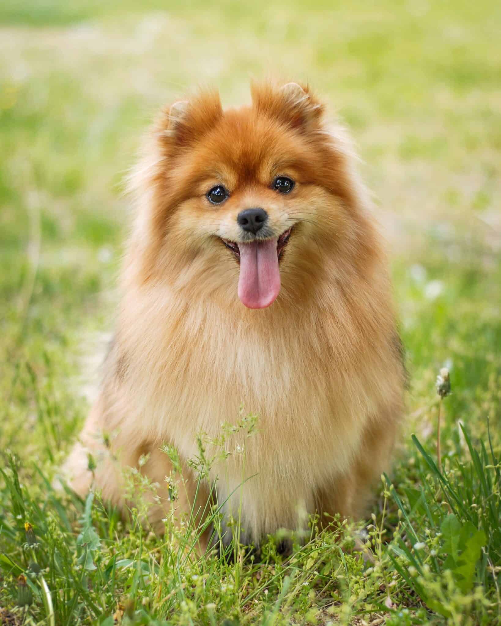 Red Cantonese Bear Dog: Does It Really Exist or Just a Hoax?