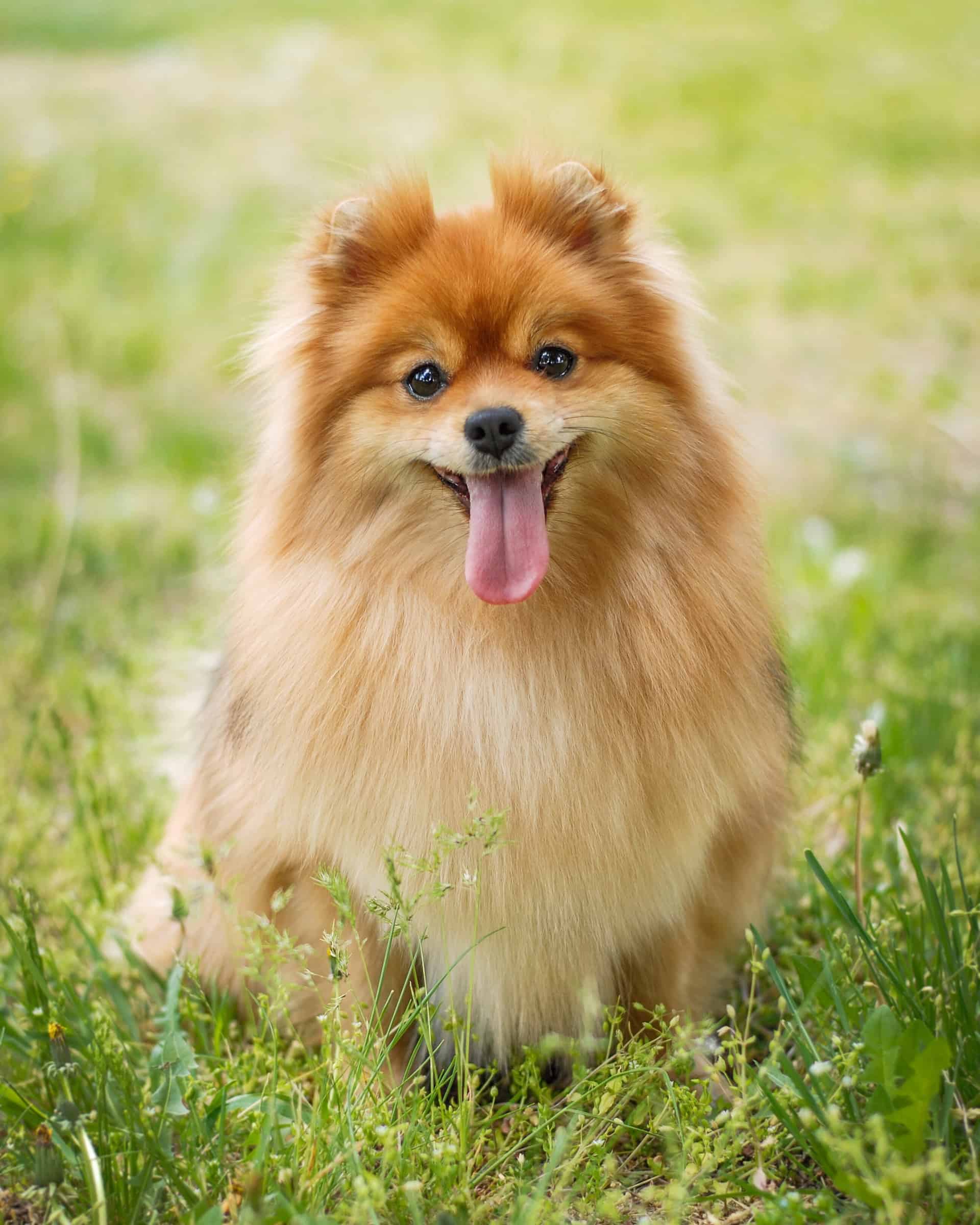 Red Cantonese Bear Dog: Does It Really Exist or Just a Hoax?