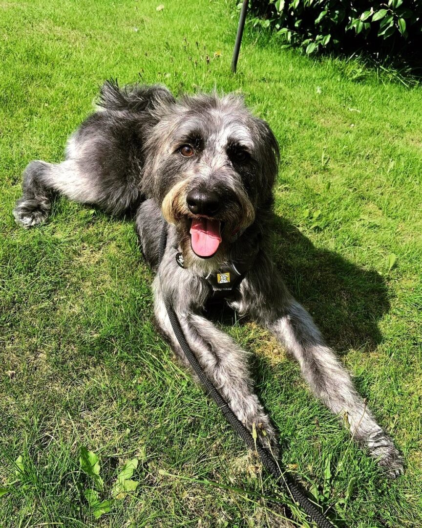 Greyhound Mixes: 21 Unique Crossbreeds (With Pictures)