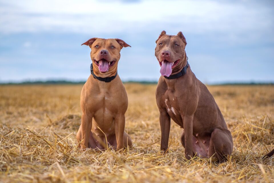 11 Most Popular Pitbull Bloodlines - Bubbly Pet