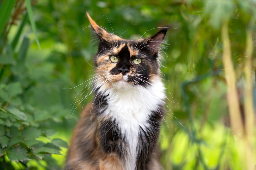 Long-Haired Calico Cat: Can Calico Cats Have Long Hair?