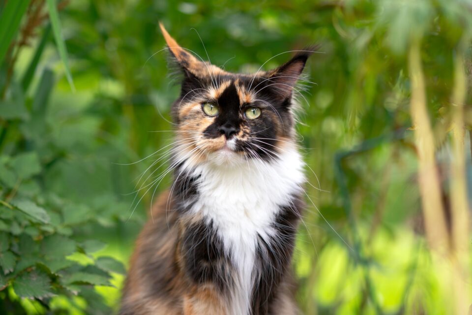 Long-Haired Calico Cat: Can Calico Cats Have Long Hair?