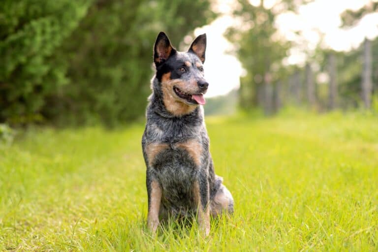Queensland Heeler | Breed Information, Pictures, Traits & Facts