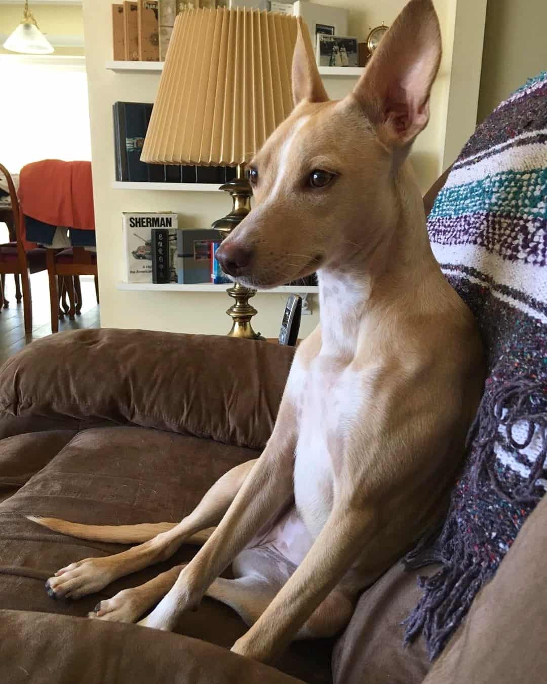 Whippet Mixes: 31 Different Whippet Hybrids