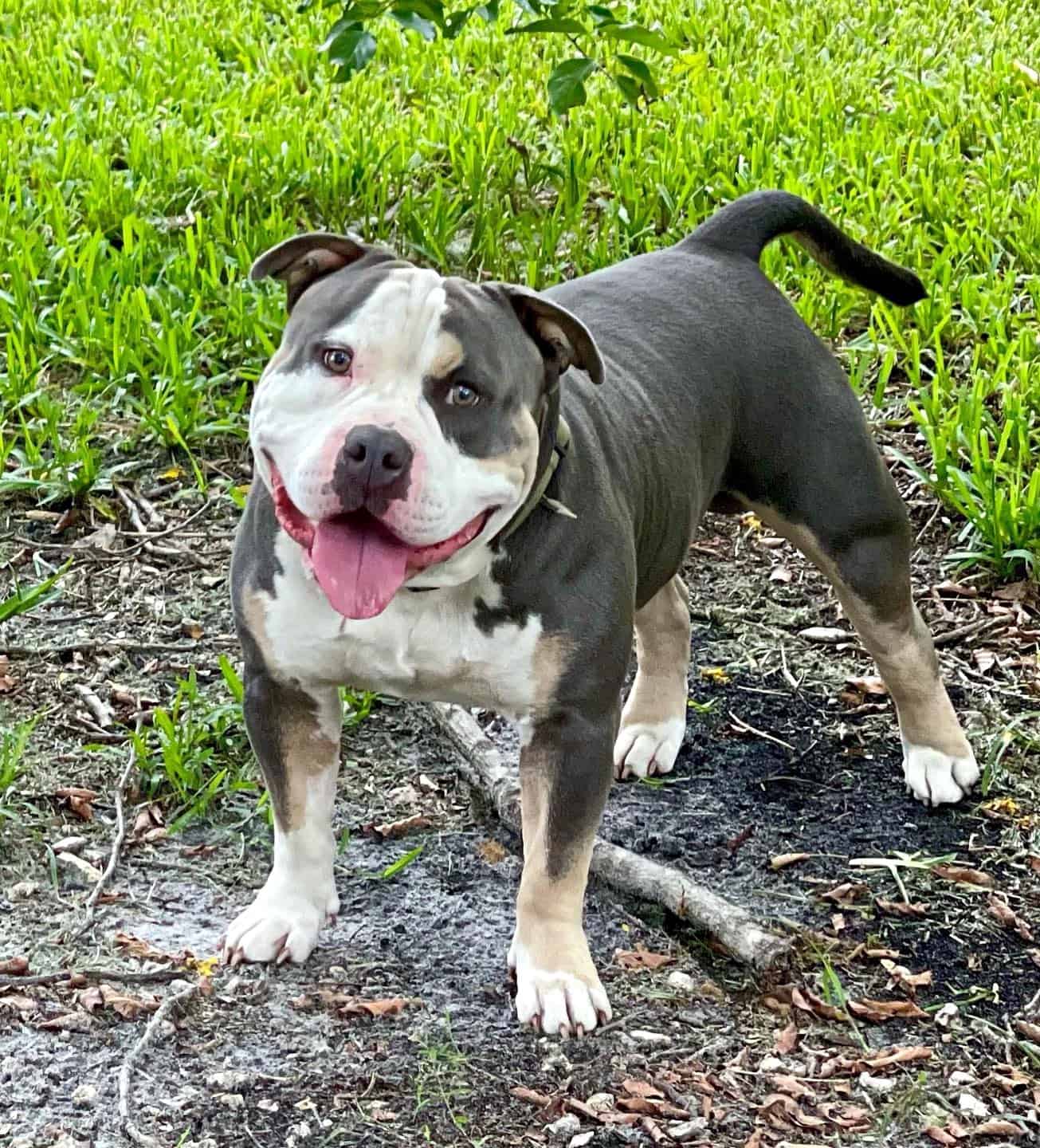 11 Most Popular Pitbull Bloodlines - Bubbly Pet