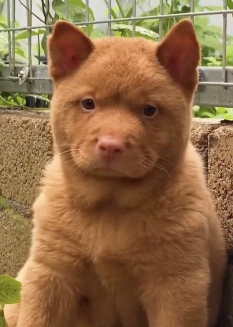 Red Cantonese Bear Dog: Does It Really Exist or Just a Hoax?