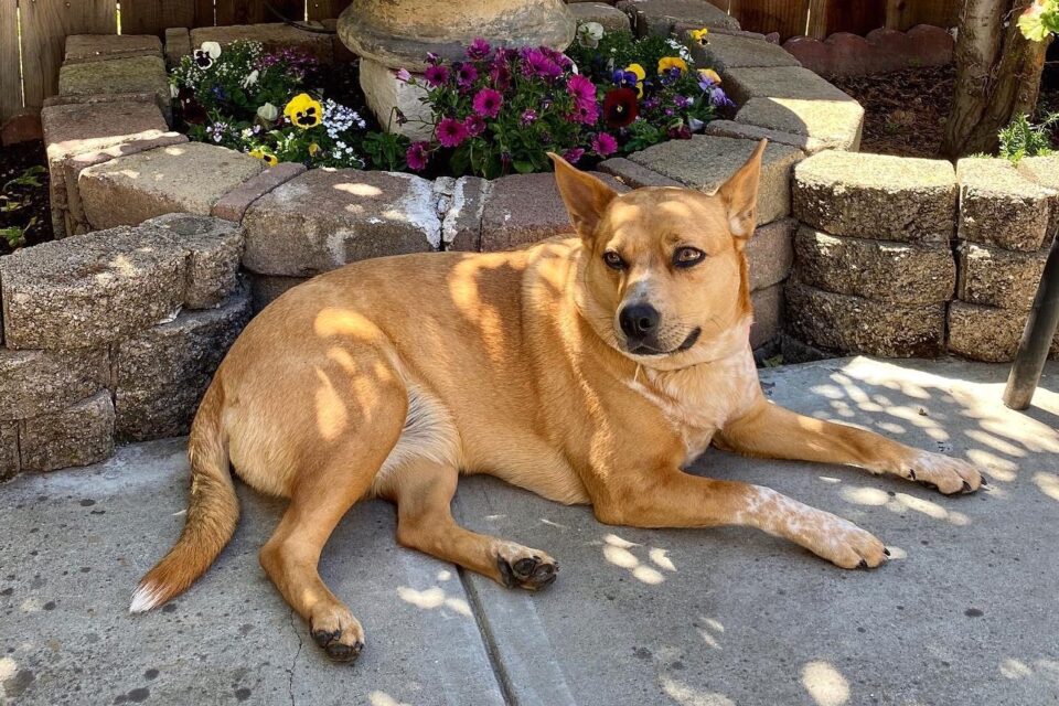 Red Heeler German Shepherd Mix: Info, Pictures, Traits & Facts