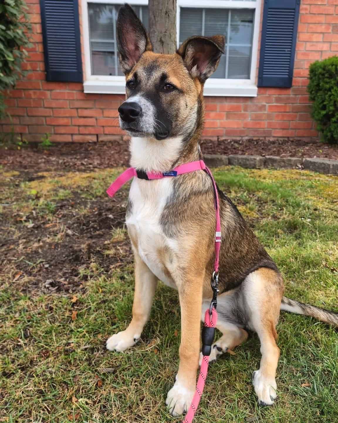 Red Heeler German Shepherd Mix: Info, Pictures, Traits & Facts