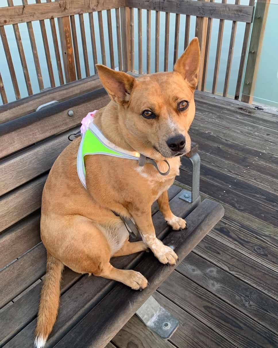 Red Heeler German Shepherd Mix: Info, Pictures, Traits & Facts