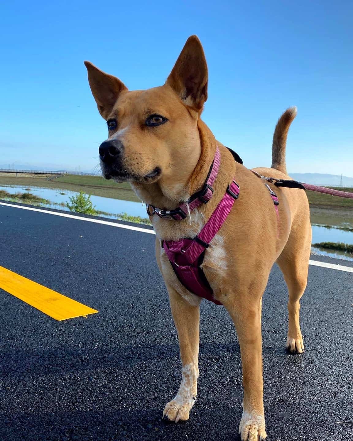 Red Heeler German Shepherd Mix: Info, Pictures, Traits & Facts