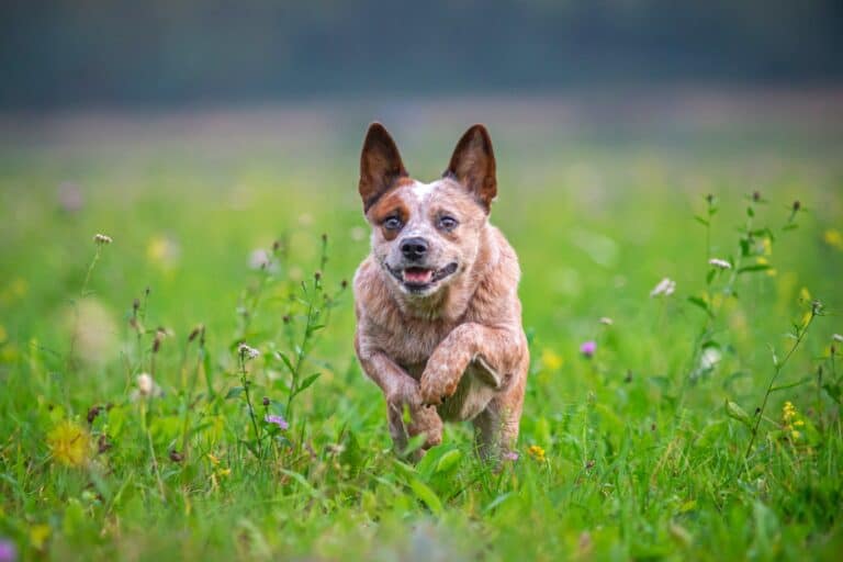 Queensland Heeler | Breed Information, Pictures, Traits & Facts