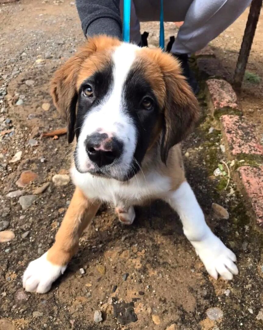 Saint Bernard Mixes: 25 Adorable Crossbreeds (With Pictures)