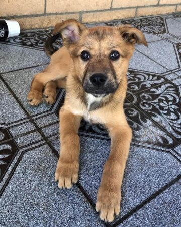 Rhodesian Ridgeback German Shepherd Mix: Info, Pictures, Facts & FAQs