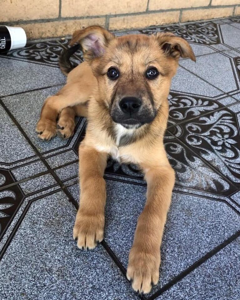 Rhodesian Ridgeback German Shepherd Mix: Info, Pictures, Facts & FAQs