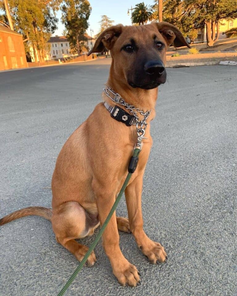 Rhodesian Ridgeback German Shepherd Mix: Info, Pictures, Facts & FAQs