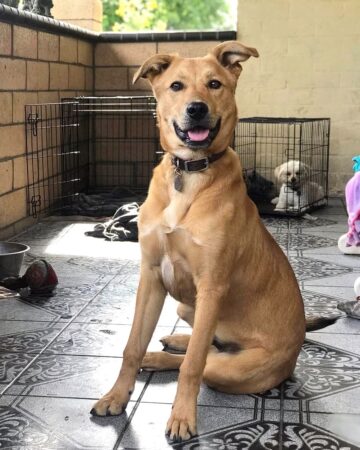 Rhodesian Ridgeback German Shepherd Mix: Info, Pictures, Facts & FAQs