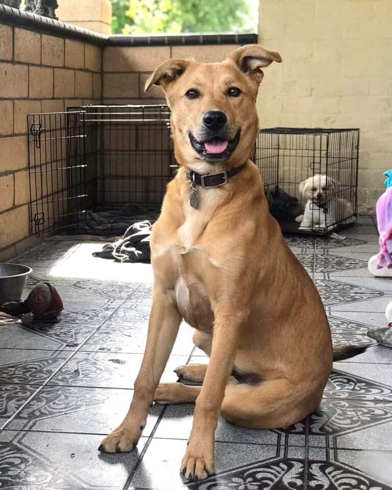 Rhodesian Ridgeback German Shepherd Mix: Info, Pictures, Facts & FAQs