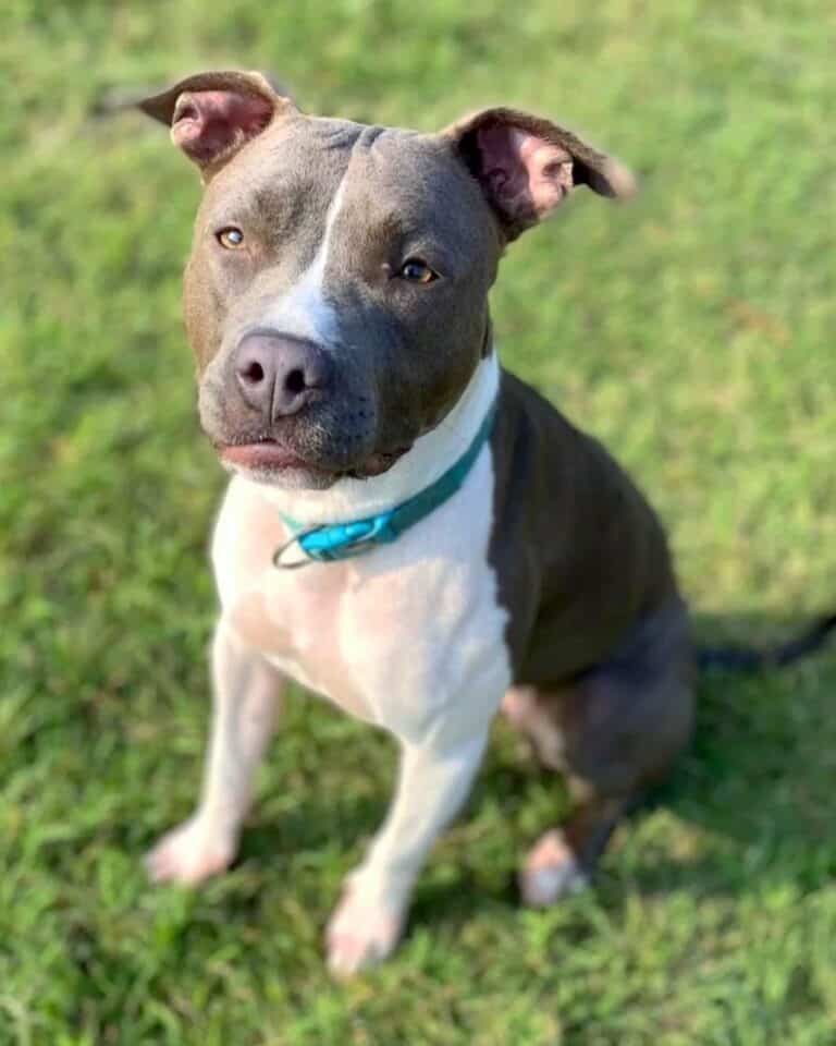 11 Most Popular Pitbull Bloodlines - Bubbly Pet