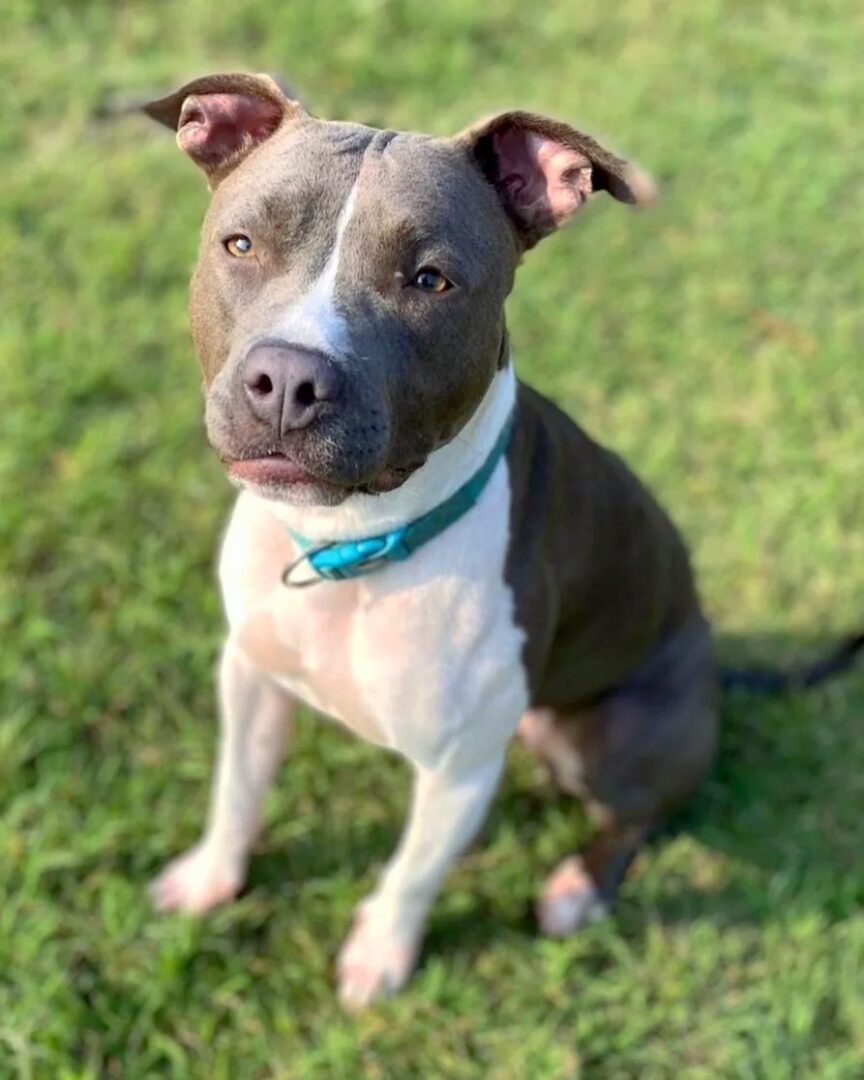 11 Most Popular Pitbull Bloodlines - Bubbly Pet