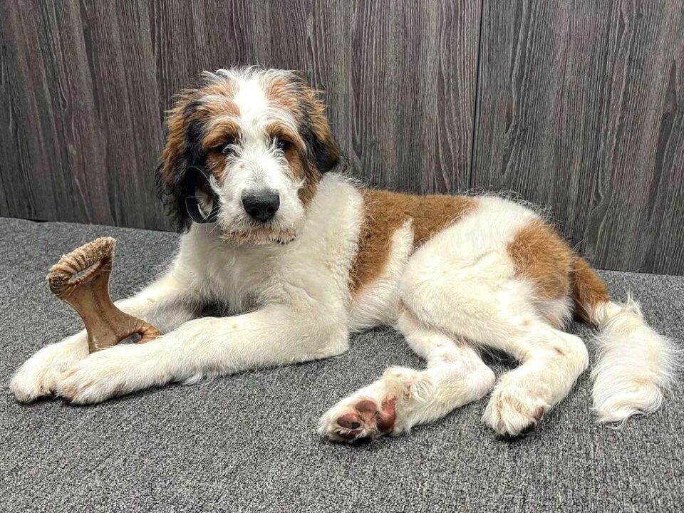 Saint Bernard Mixes: 25 Adorable Crossbreeds (With Pictures)