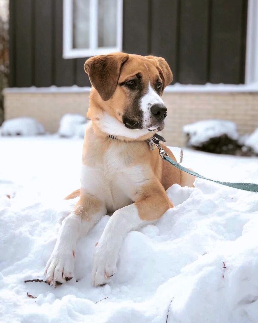 Saint Bernard Mixes: 25 Adorable Crossbreeds (With Pictures)