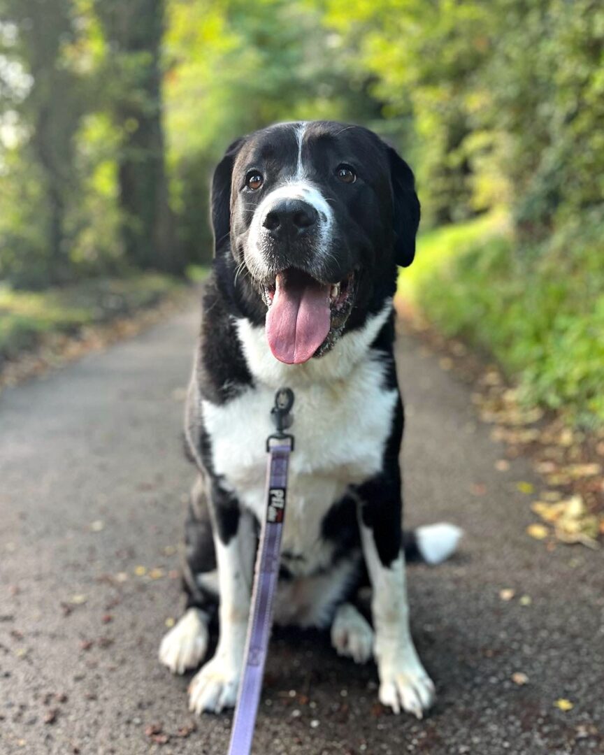Saint Bernard Mixes: 25 Adorable Crossbreeds (With Pictures)
