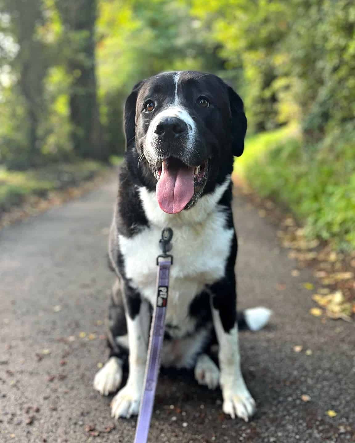 Saint Bernard Mixes: 25 Adorable Crossbreeds (With Pictures)