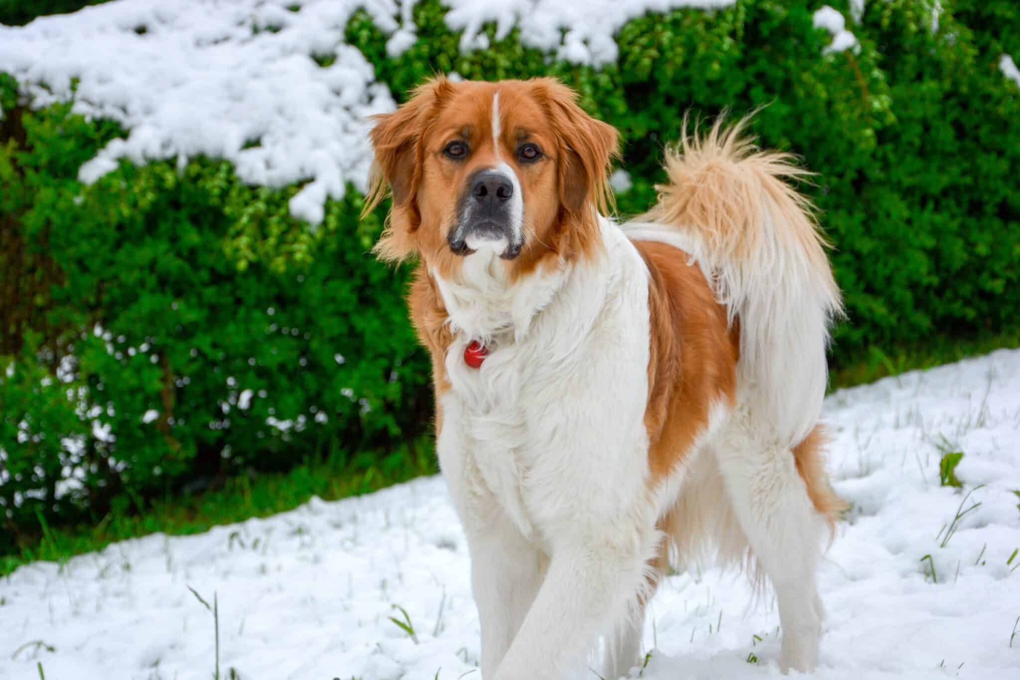 Saint Bernard Mixes 25 Adorable Crossbreeds With Pictures