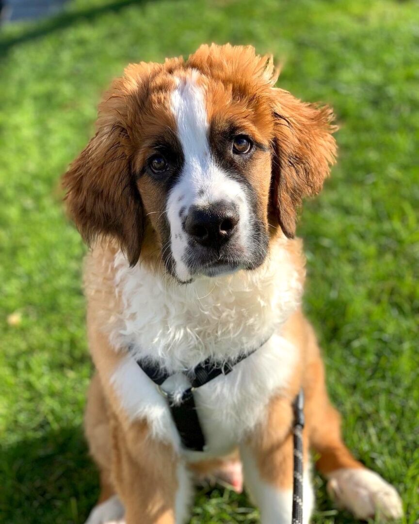 Saint Bernard Mixes: 25 Adorable Crossbreeds (With Pictures)