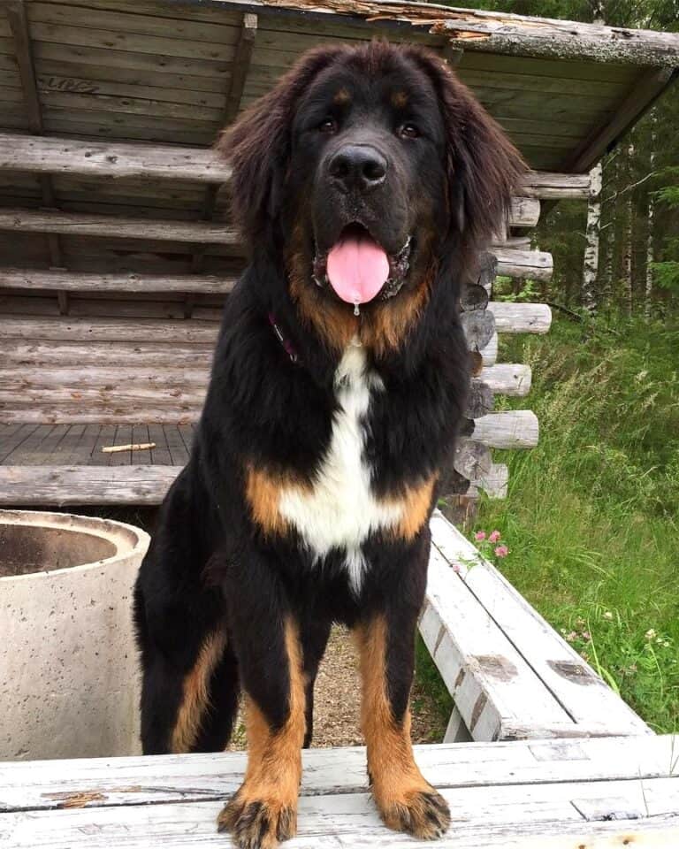 Saint Bernard Mixes: 25 Adorable Crossbreeds (With Pictures)