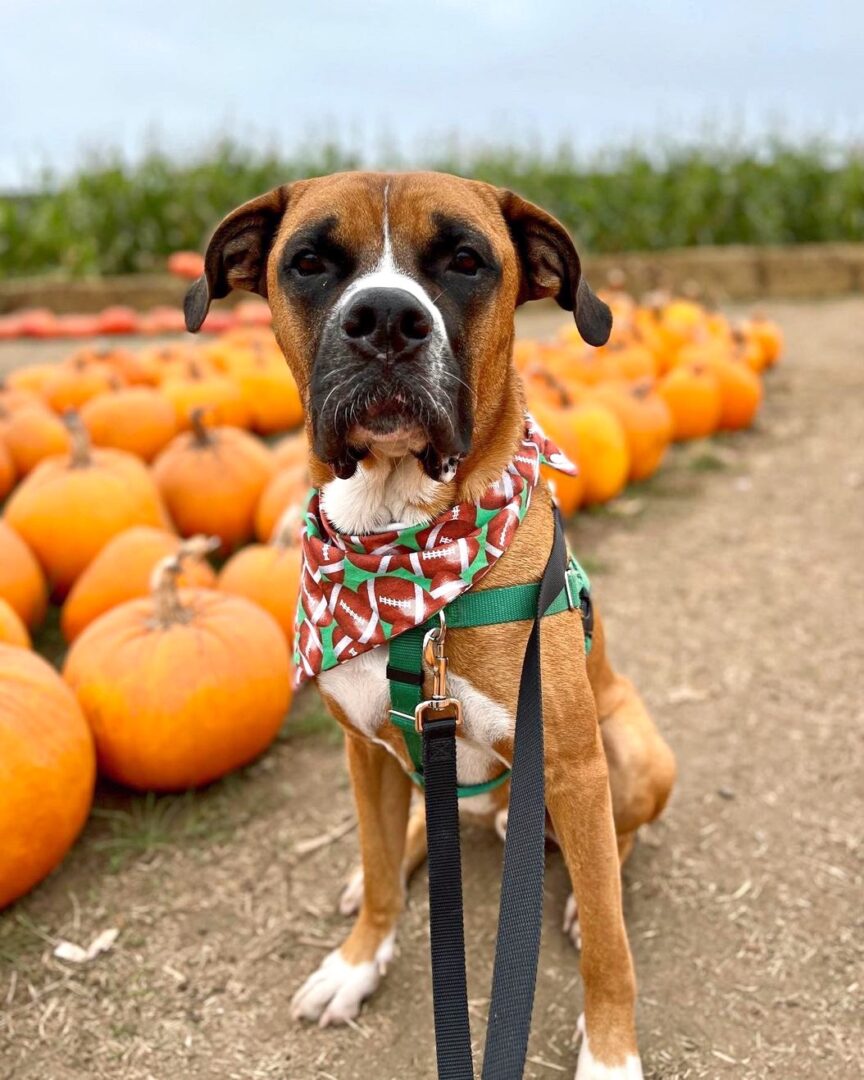 Saint Bernard Mixes: 25 Adorable Crossbreeds (With Pictures)