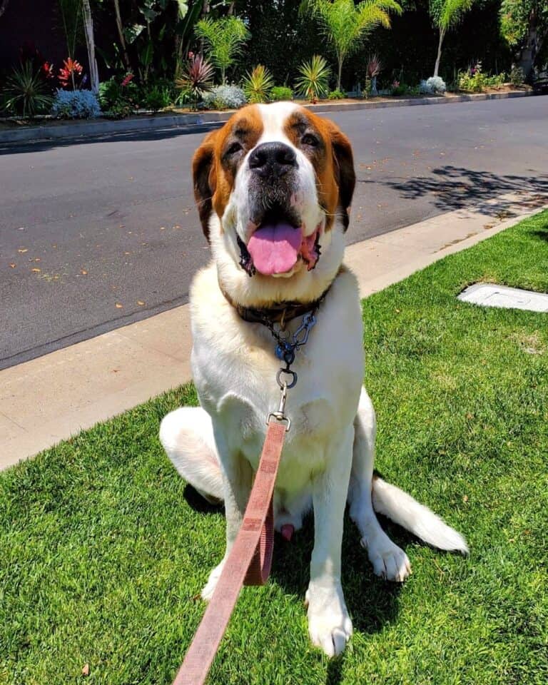 Saint Bernard Mixes: 25 Adorable Crossbreeds (With Pictures)