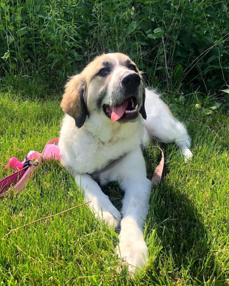 Saint Bernard Mixes: 25 Adorable Crossbreeds (With Pictures)